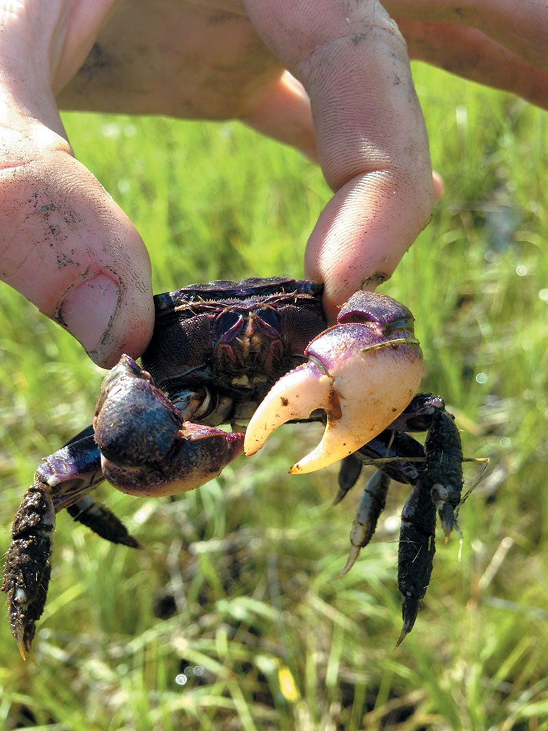Sapelo marsh paper highlighted in Scientific American - Marine Institute
